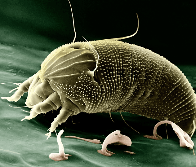 Jak działa spray na roztocza kurzu Acarix | Uczulenie na roztocza kurzu